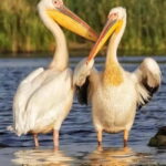 SUPER TOUR: Day Trip to Danube Delta - Detailed Breakdown of the Tour