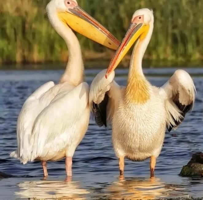 SUPER TOUR: Day Trip to Danube Delta - Detailed Breakdown of the Tour