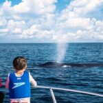 Supreme 2hr Whale/Dolphin Watching Newport Beach, 6 person max - The Sum Up