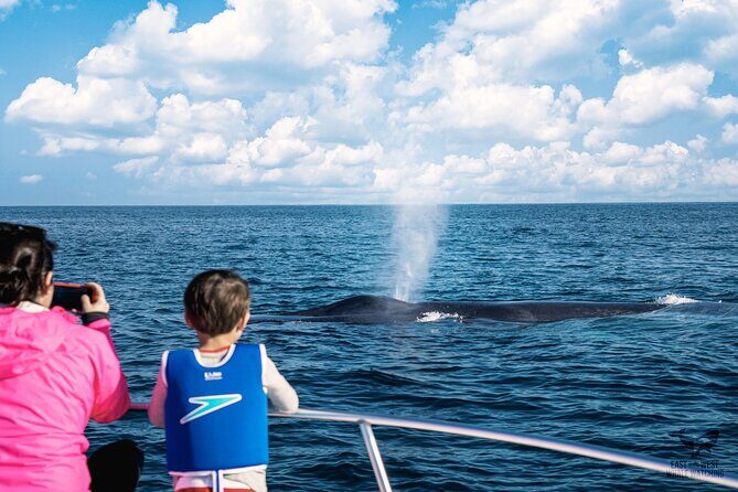 Supreme 2hr Whale/Dolphin Watching Newport Beach, 6 person max - The Sum Up