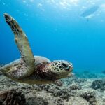 Swim With Dolphins & Turtles in West Oahu (Semi-Private Tours) - In-Depth Tour Breakdown