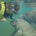 Swim with Manatees: Eco-Educational Tour in Crystal River - Authentic Testimonials