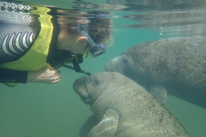 Swim with Manatees: Eco-Educational Tour in Crystal River - Authentic Testimonials