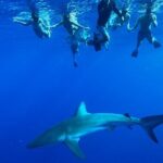 Swim with Sharks Cage-Free from Oahu - Final Thoughts: Is This Tour Right for You?