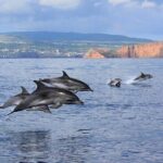 Swimming with Dolphins in Terceira Island - Practical Details: Getting the Most Out of Your Dolphin Swim