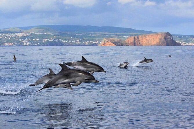 Swimming with Dolphins in Terceira Island - Practical Details: Getting the Most Out of Your Dolphin Swim