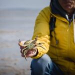 Sylt: Guided Mudflat Hike on the Island - Key Points