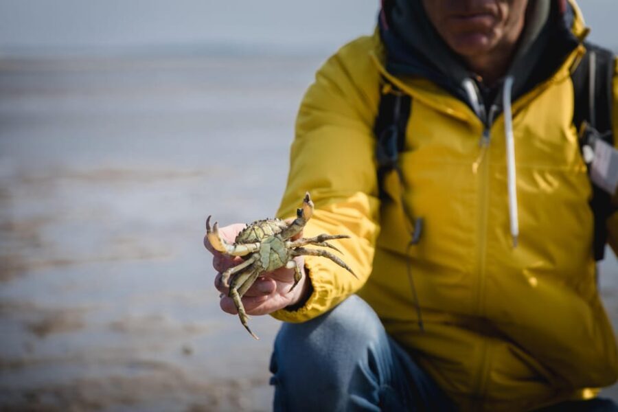 Sylt: Guided Mudflat Hike on the Island - Key Points