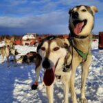 Talkeetna: Alaskan Winter Dog Sledding Experience - Who Is This Tour Best For?