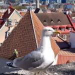 Tallinn: Lower and Upper Town (Guided Walking Tour) - Detailed Breakdown of the Itinerary
