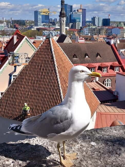 Tallinn: Lower and Upper Town (Guided Walking Tour) - Detailed Breakdown of the Itinerary