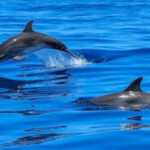 Tampa Bay: Dolphin Shelling Snorkeling Cruise - Practical Details & Tips for Your Trip