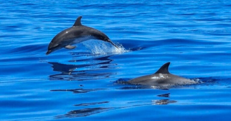 Tampa Bay: Dolphin Shelling Snorkeling Cruise - Practical Details & Tips for Your Trip