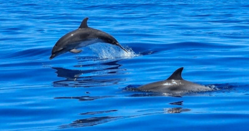 Tampa Bay: Dolphin Shelling Snorkeling Cruise - Practical Details & Tips for Your Trip