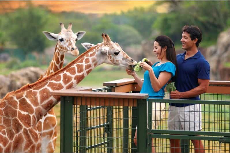 Tampa Bay: Serengeti Safari Tour - The Experience in Detail