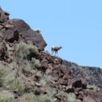 Taos/Santa Fe: Rio Grande Class IV "Taos Box" Rafting - The Value of the Experience