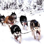 TARTU COUNTRY: SLED DOG TOUR AND KENNEL VISIT - Practical Details and Logistics
