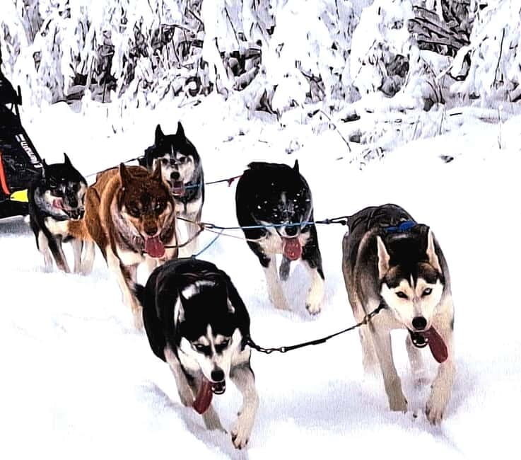 TARTU COUNTRY: SLED DOG TOUR AND KENNEL VISIT - Practical Details and Logistics