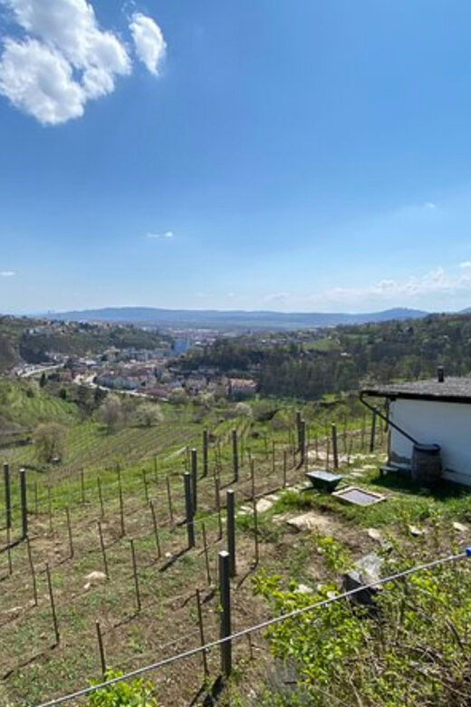 Taste and Tour Small Organic Wineries with a Winemaker - The Value of the Experience: What’s Included and Why It Matters