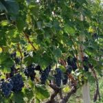 TASTE OF MONTENEGRO - Gastro Tour of Montenegrian Wine and food - Who Will Appreciate This Tour Most?