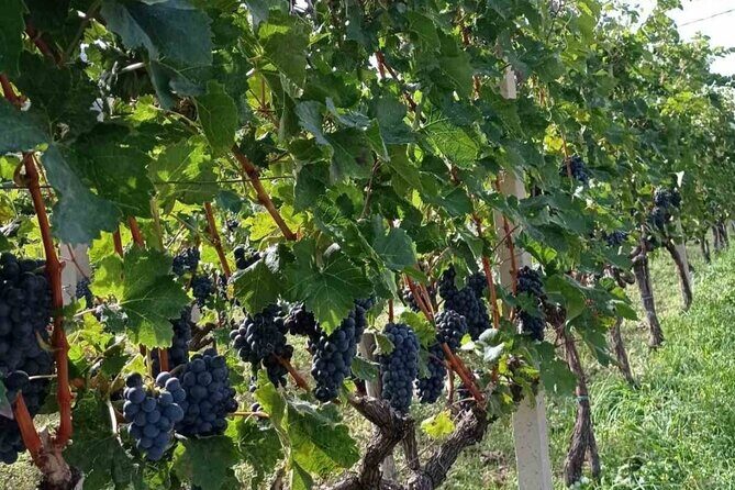 TASTE OF MONTENEGRO - Gastro Tour of Montenegrian Wine and food - Who Will Appreciate This Tour Most?
