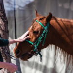 Tbilisi: Kakheti Horse Riding, Wine Tasting, and Cooking - Wine Tasting at Kvarelis Legendary Wine Cave
