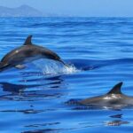 Tenerife Los Cristianos: Whale and Dolphin Eco-Yacht and Swim Stop - Who Will Love This Tour?
