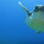 Tenerife Turtle and Snorkel Tour from Costa Adeje - What to Expect from the Tour
