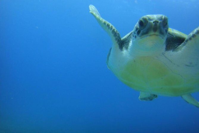Tenerife Turtle and Snorkel Tour from Costa Adeje - What to Expect from the Tour