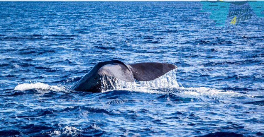 Terceira: Whale and Dolphin Watching in a Zodiac Boat - The Value of the Tour
