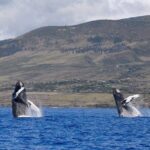 TEST Ultimate Whale Watch from Lahaina - Why We Love This Experience