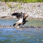 Tetons and Snake River Scenic Float Trip In Jackson Hole - Who Will Love This Tour?