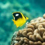 The Best Maui 3 Hour Molokini and Turtle Town Snorkel - Turtle Town at La Perouse Bay