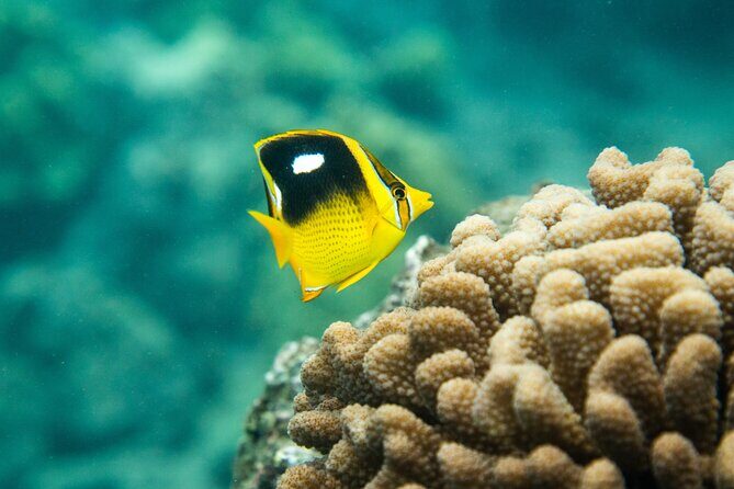 The Best Maui 3 Hour Molokini and Turtle Town Snorkel - Turtle Town at La Perouse Bay