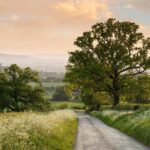 The Cotswold Tour - What Travelers Say: Authentic Feedback and Insights
