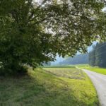 The forest as an Escape Room for the whole family - What to Expect at Each Step