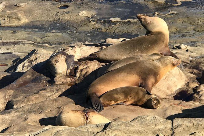 The La Jolla Tour - Practical Details and Value