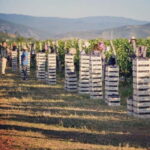 The largest winery in Montenegro: private tour & transport - Wine & Traditional Food Tasting