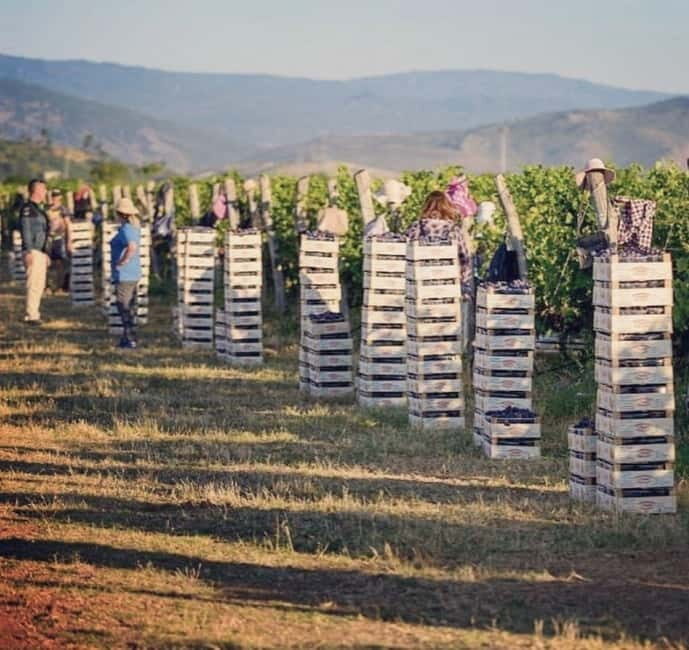 The largest winery in Montenegro: private tour & transport - Wine & Traditional Food Tasting