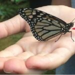 The Maui Butterfly Farm Tour - What to Keep in Mind Before Booking