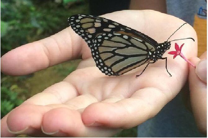 The Maui Butterfly Farm Tour - What to Keep in Mind Before Booking