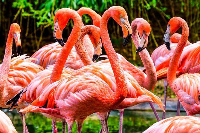 The Miami Sightseeing Day Pass: 35+ Sun-Soaked Attractions & Tours - Real-World Experiences and Considerations