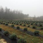 The Olive Grove Tour - Authentic Insight from Visitors