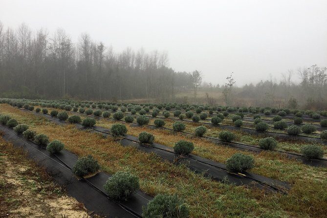 The Olive Grove Tour - Authentic Insight from Visitors