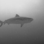 The Original Tiger Shark Challenge - Considering the Cost and Value