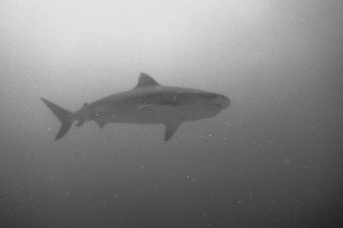 The Original Tiger Shark Challenge - Considering the Cost and Value