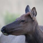 The Premier Wildlife Tours in Rocky Mountain National Park - The Meeting Point and Flexibility