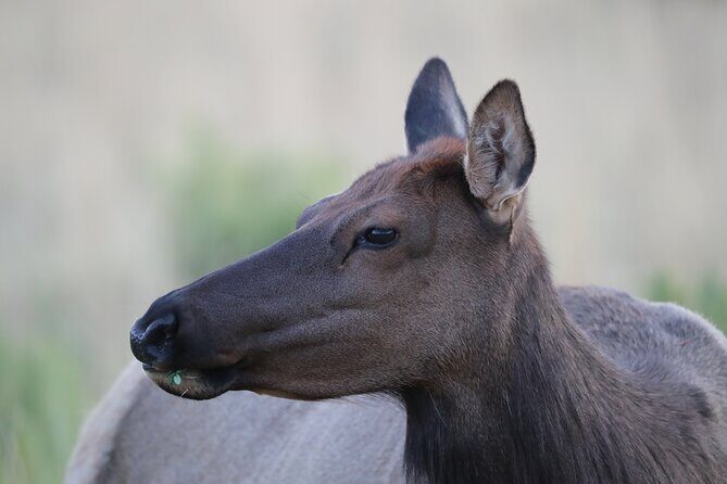 The Premier Wildlife Tours in Rocky Mountain National Park - The Meeting Point and Flexibility