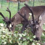 The Reindeer Grove Homestead Tour and Forage - Who Should Consider This Experience?