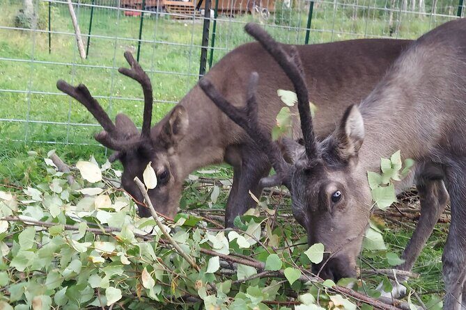 The Reindeer Grove Homestead Tour and Forage - Who Should Consider This Experience?